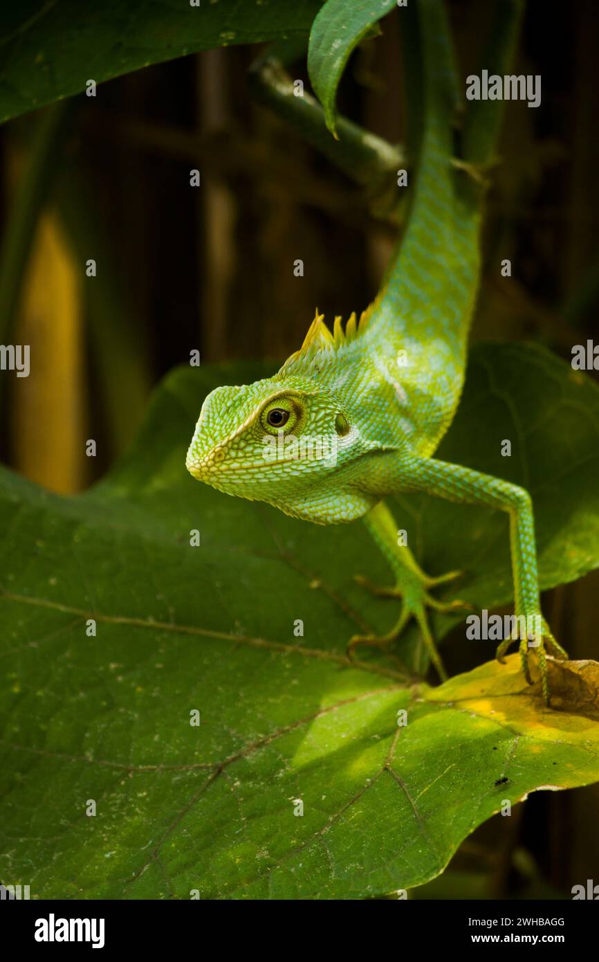 photo of a green chameleon, photographed with a detailed concept Stock ...