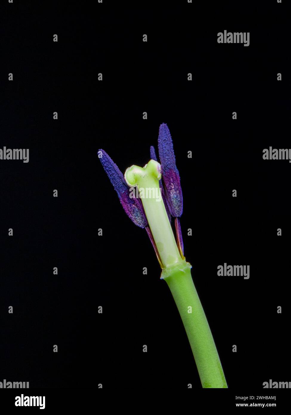 Close-up of the inside of a tulip flower against a black background ...