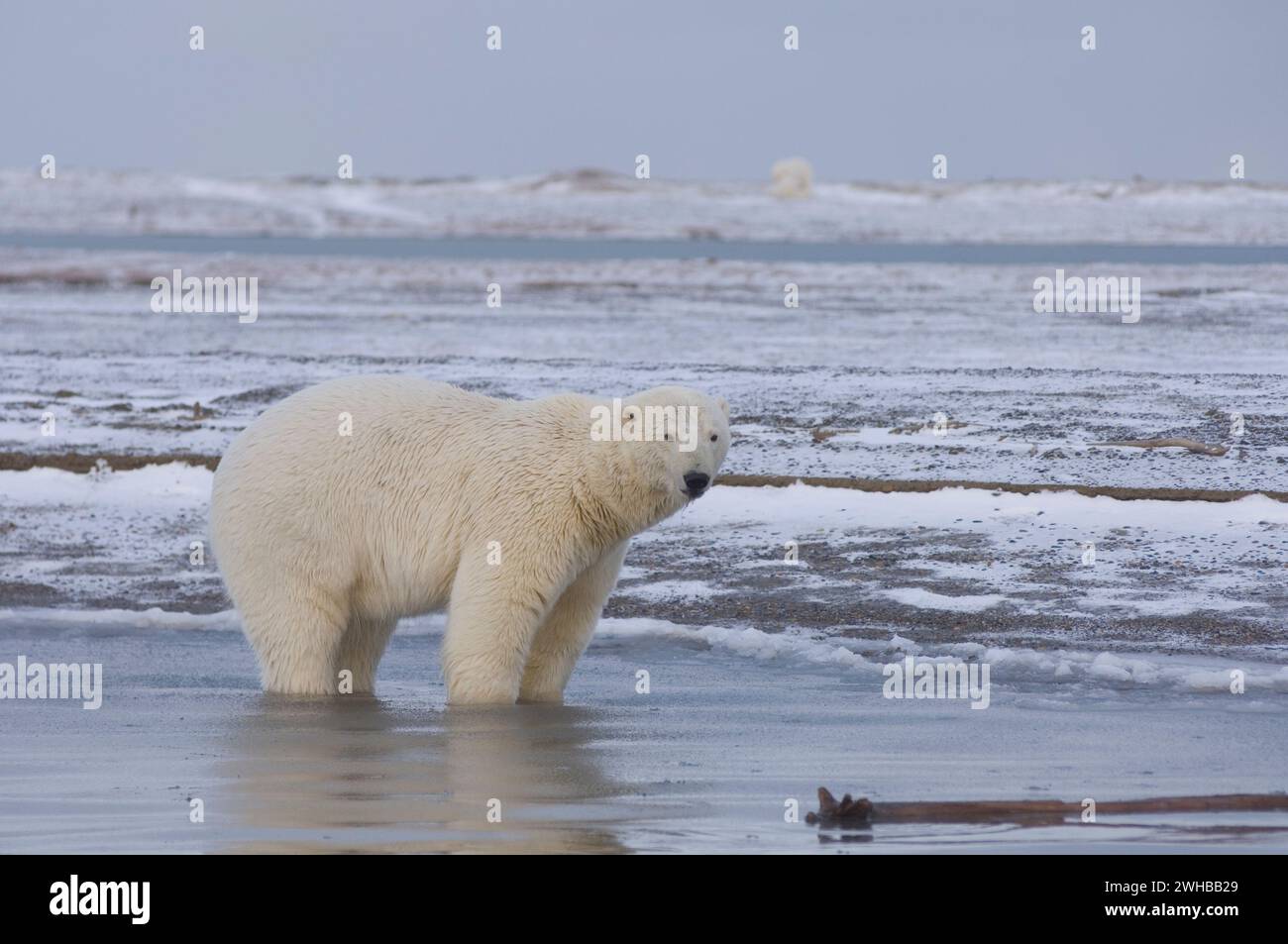 polar bear, Ursus maritimus Boar neck thicker then head on a barrier ...