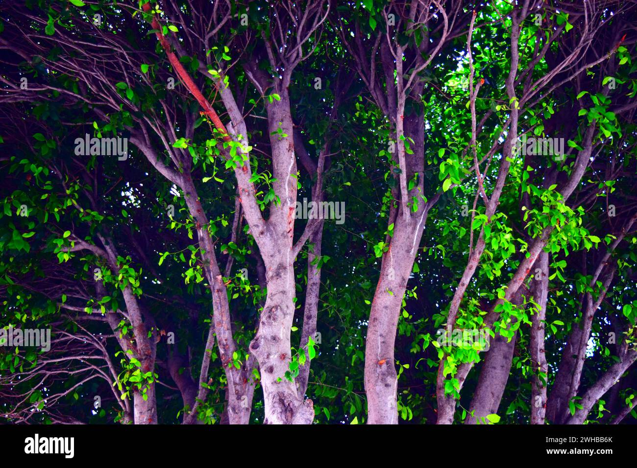 Branches of plants hi-res stock photography and images - Alamy