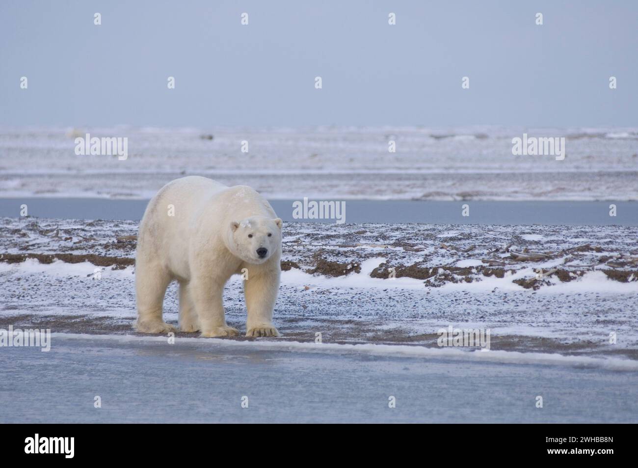 polar bear, Ursus maritimus Boar neck thicker then head on a barrier ...