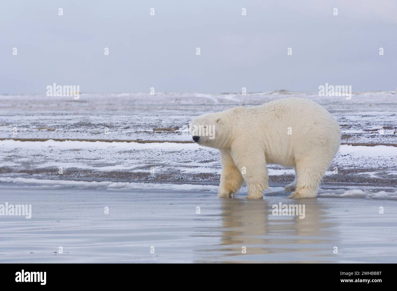 polar bear, Ursus maritimus Boar neck thicker then head on a barrier ...