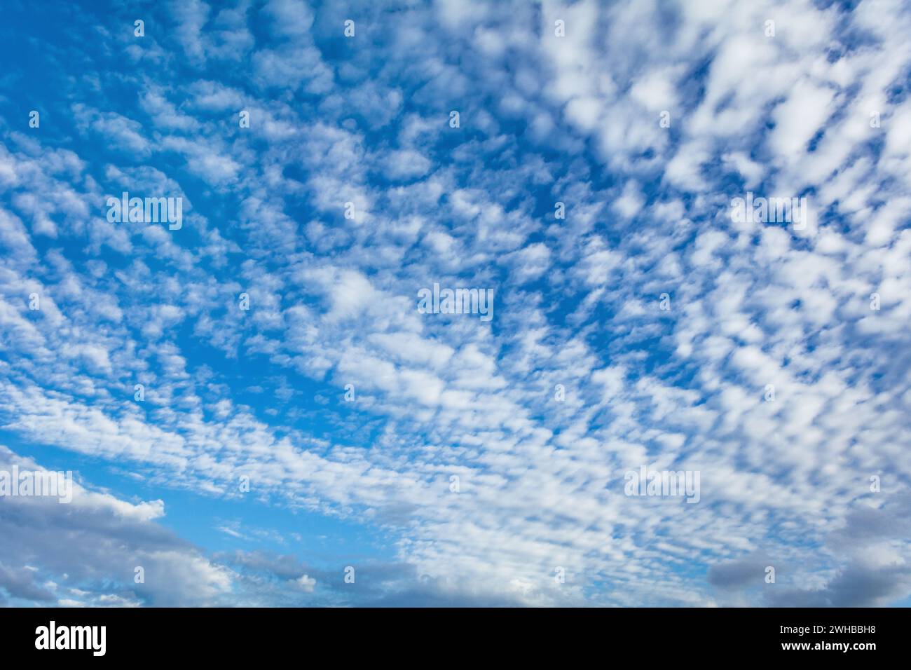 altocumulus clouds, blue sky background with clouds Stock Photo - Alamy