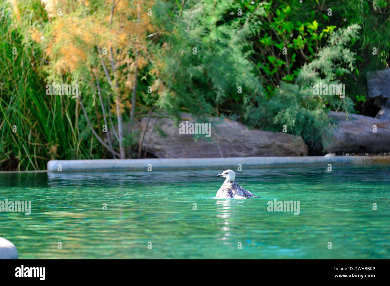 Seagull within tropical plants at water. Infinity pool and sea at the ...