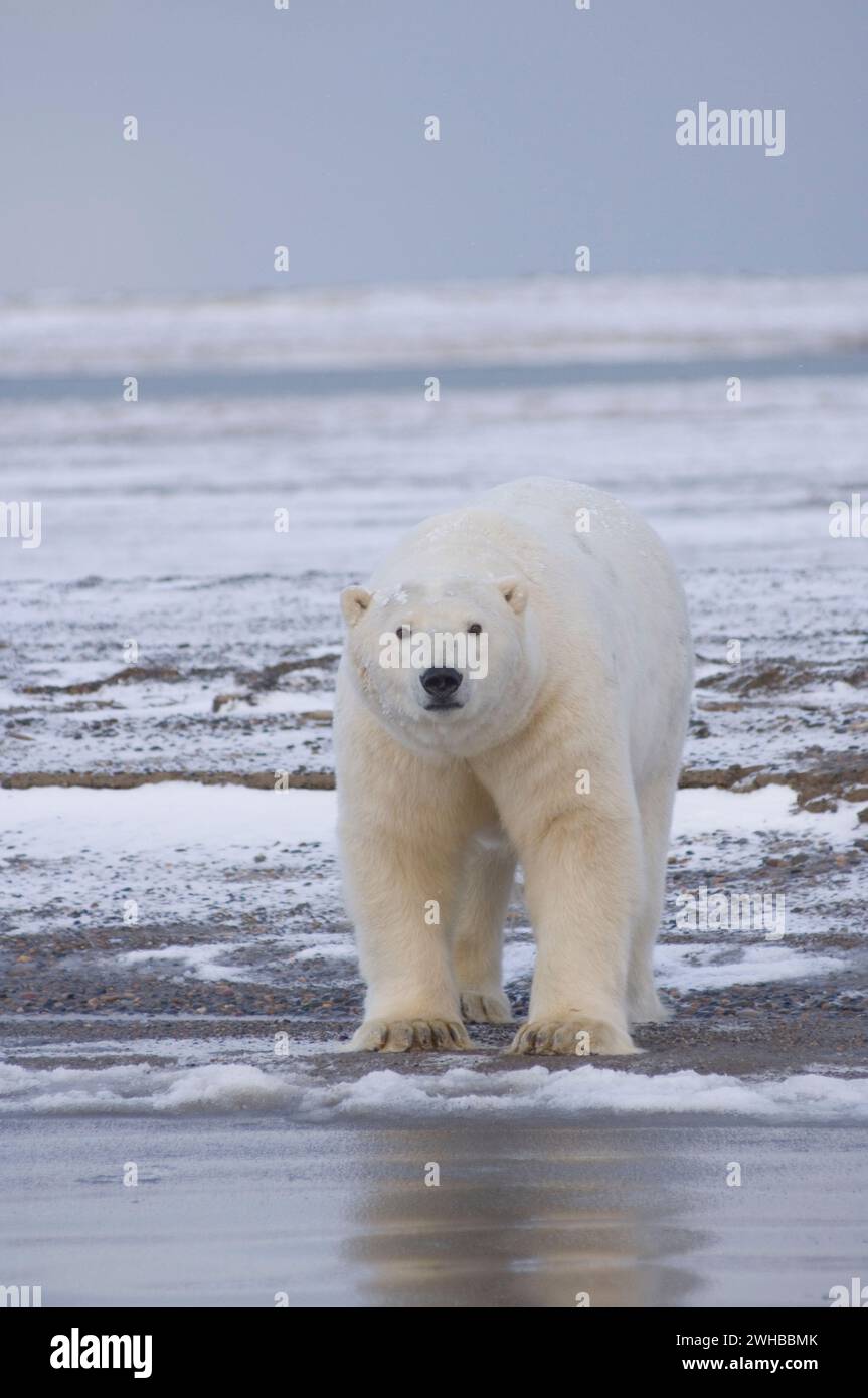 polar bear, Ursus maritimus Boar neck thicker then head on a barrier ...