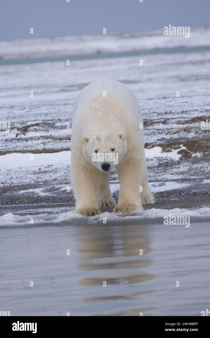 Male polar bear neck hi-res stock photography and images - Alamy