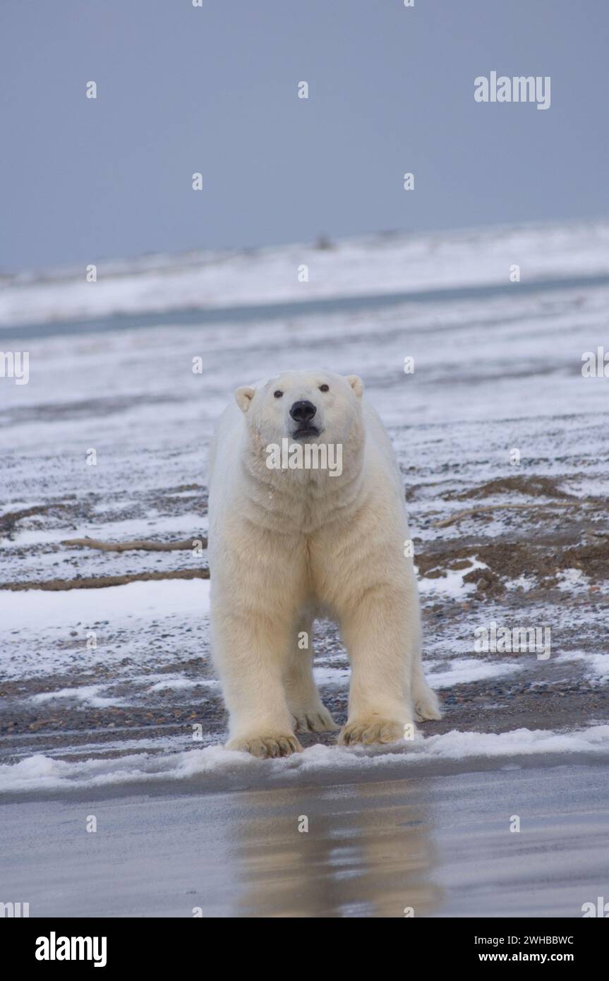 polar bear, Ursus maritimus Boar neck thicker then head on a barrier ...