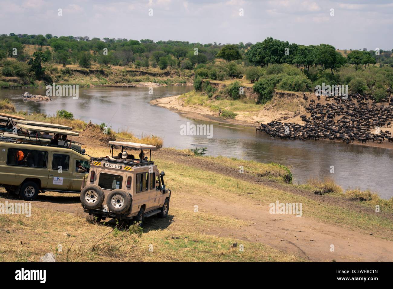 Guests in vehicles watch wildebeest river crossing Stock Photo - Alamy