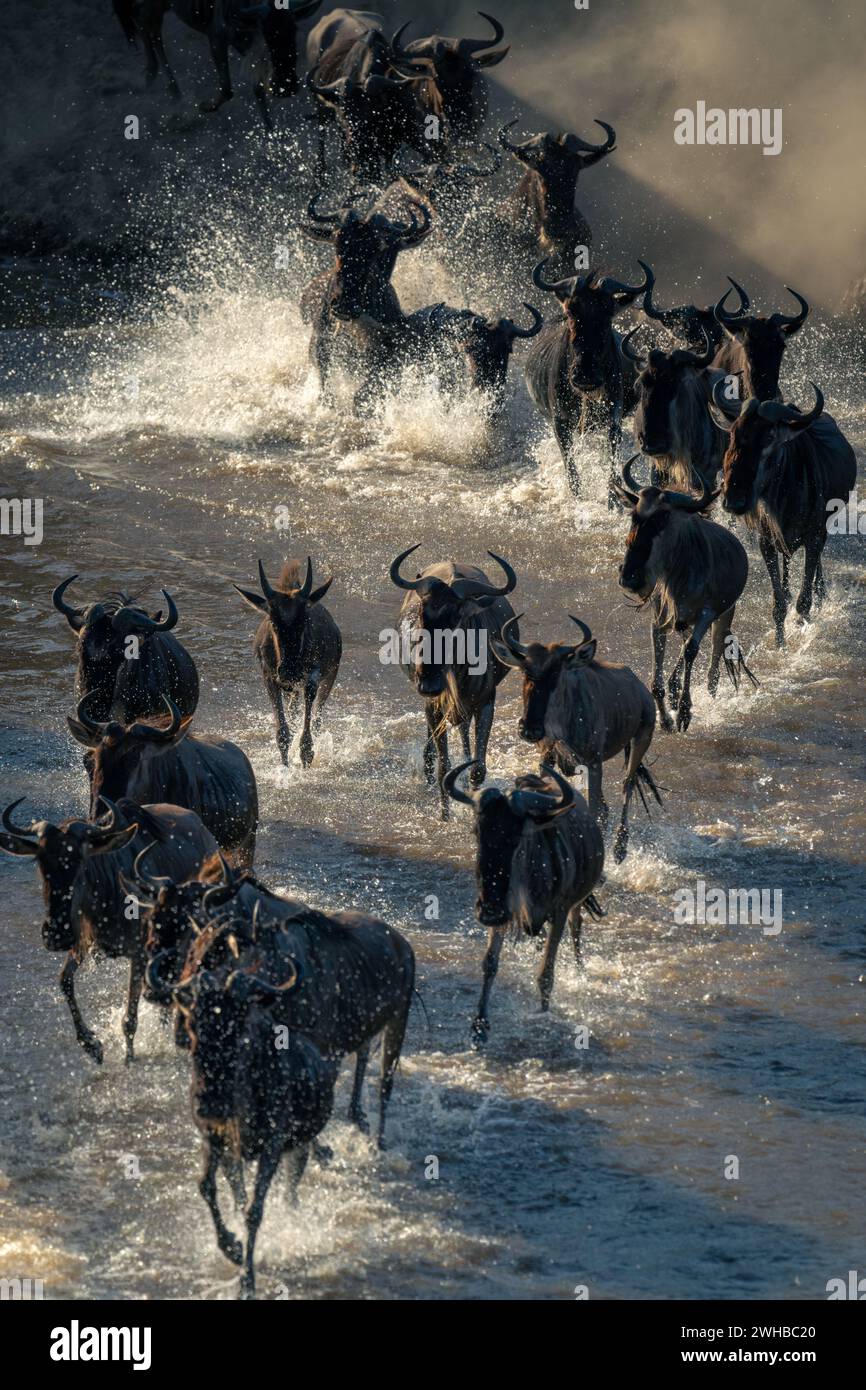 Wildebeest running across grassland hi-res stock photography and images ...