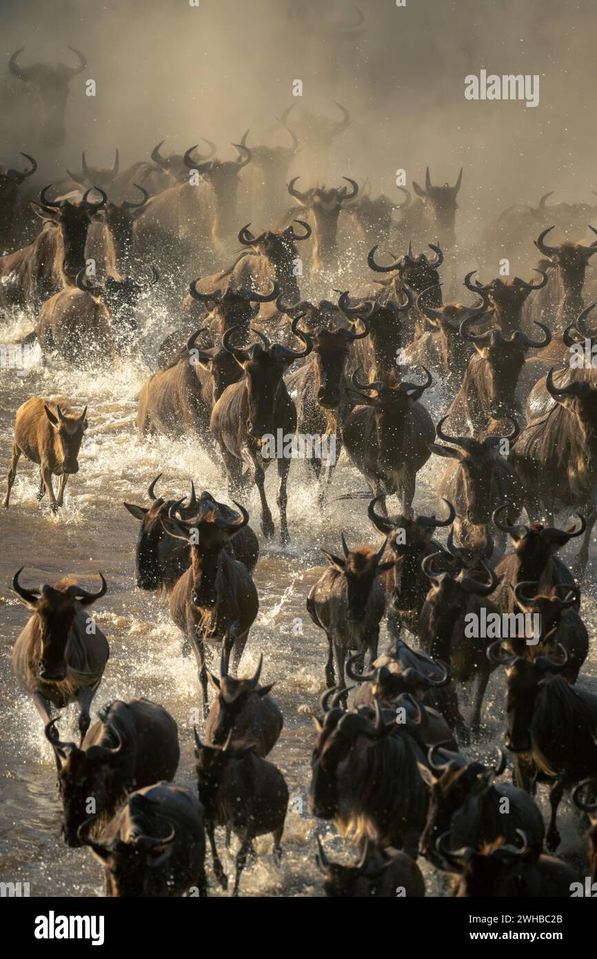 Herd of blue wildebeest galloping through water Stock Photo - Alamy