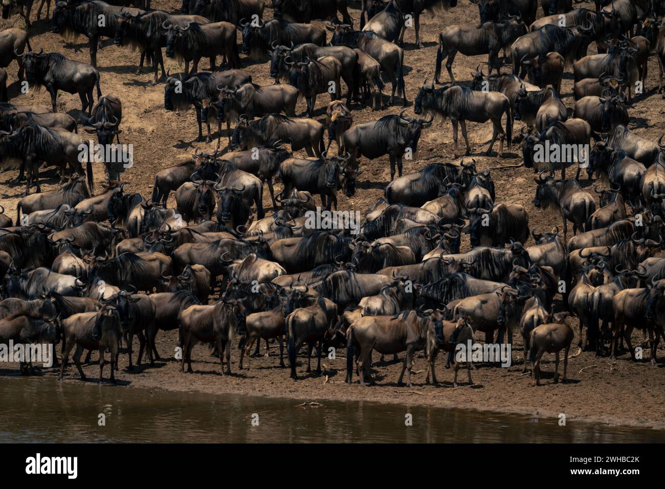 Herd of blue wildebeest gathering on riverbank Stock Photo - Alamy