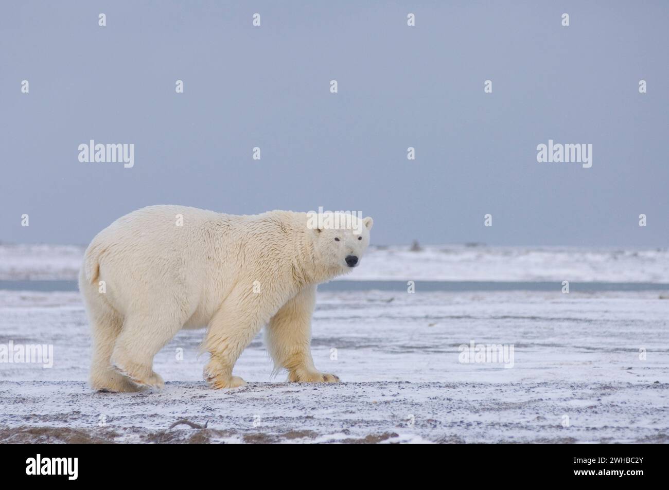 polar bear, Ursus maritimus Boar neck thicker then head on a barrier ...