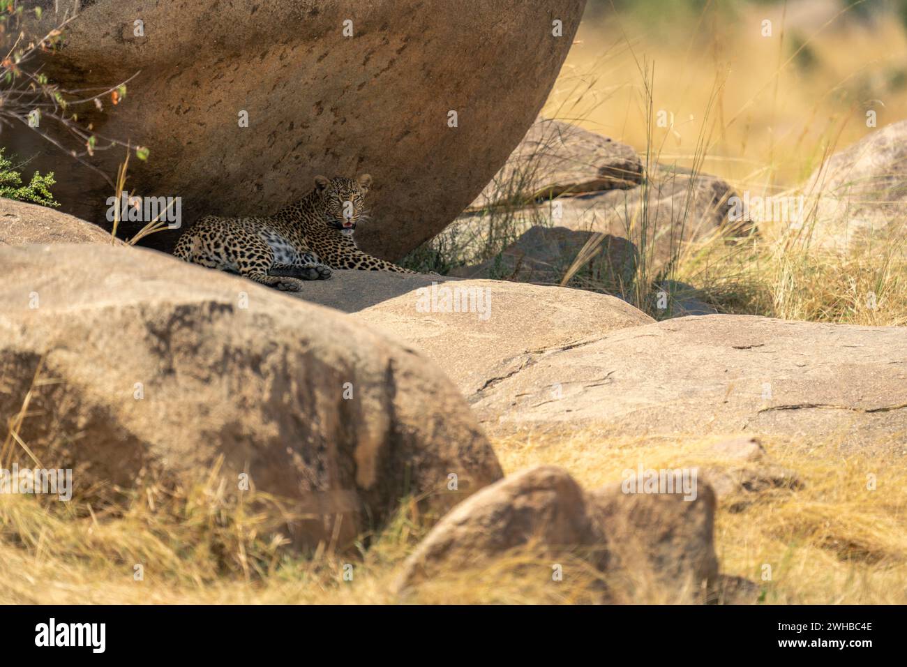 Leopard panthera pardus lying under hi-res stock photography and images ...
