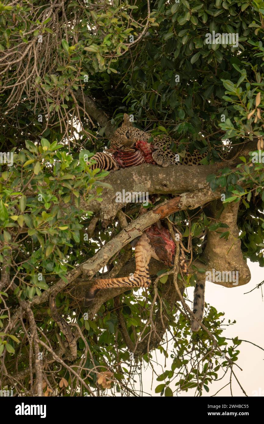 Leopard panthera pardus eats hi-res stock photography and images - Alamy