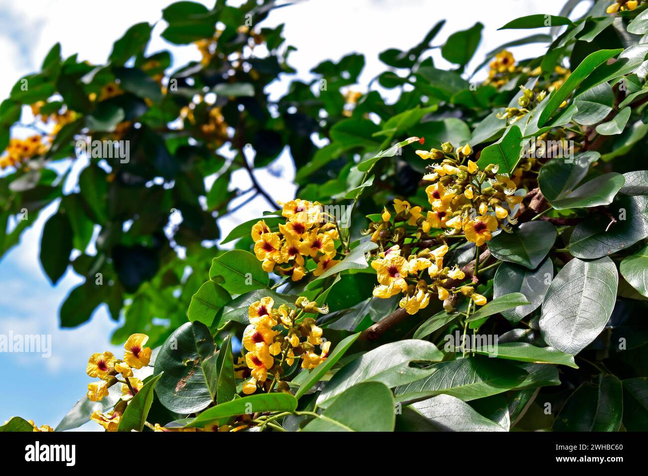 Yellow flowers (Pterocarpus violaceus) on tree Stock Photo - Alamy