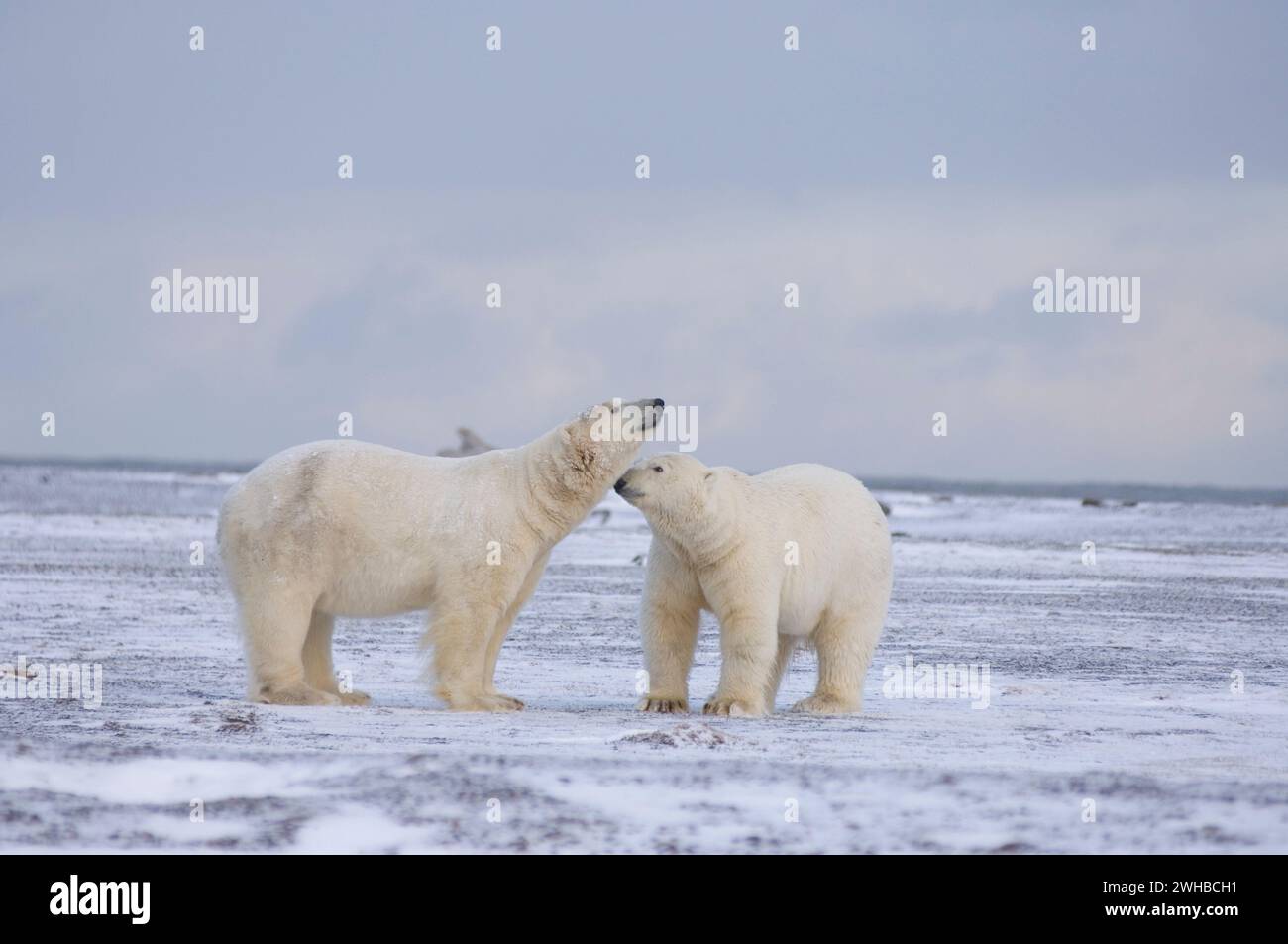 polar bears, Ursus maritimus Boars neck thicker then head on a barrier ...