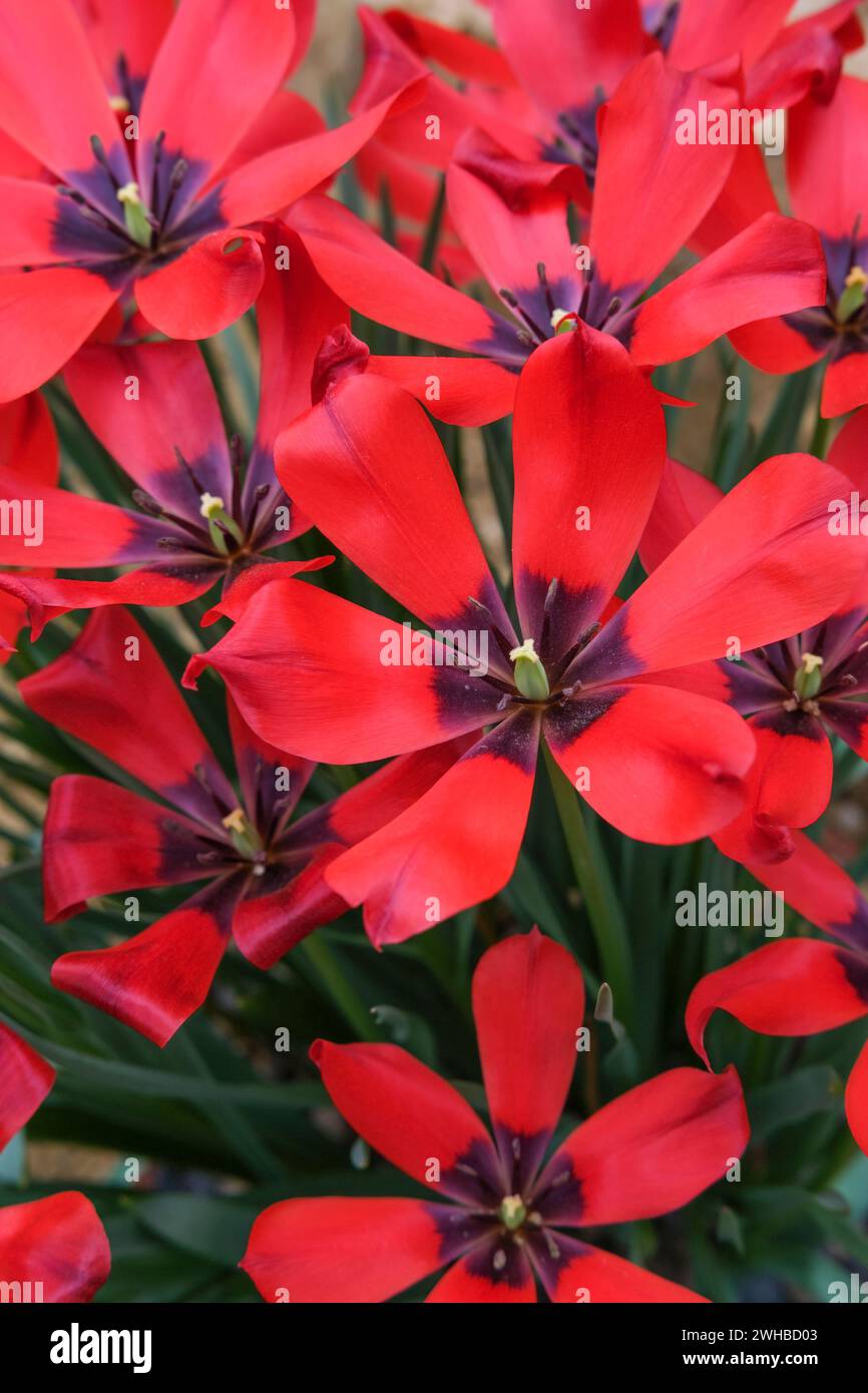 Tulip fire hi-res stock photography and images - Alamy