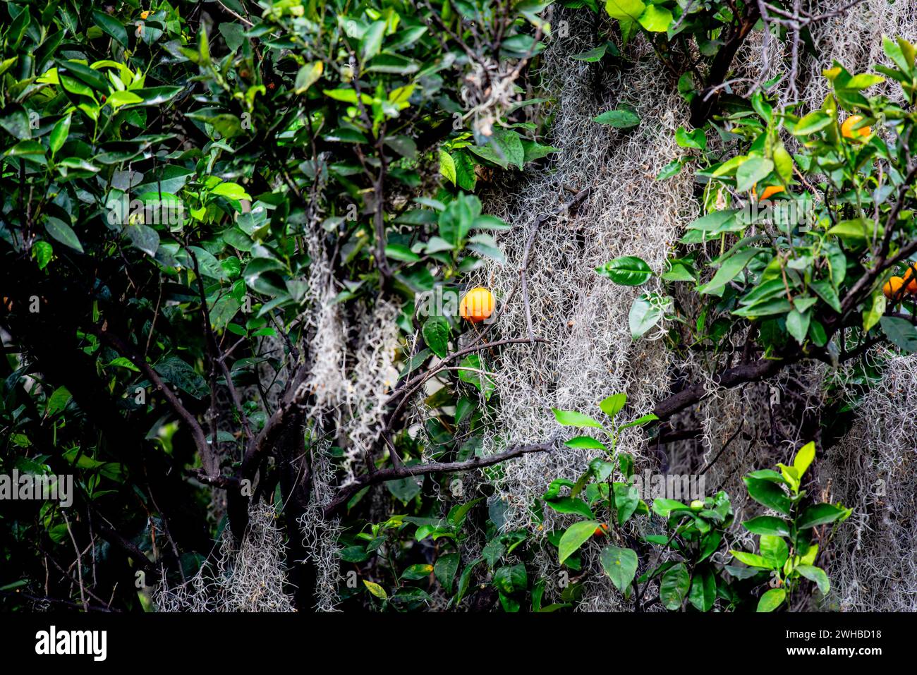 Orange tree with ripe oranges ready for picking on the Colca Canyon in ...