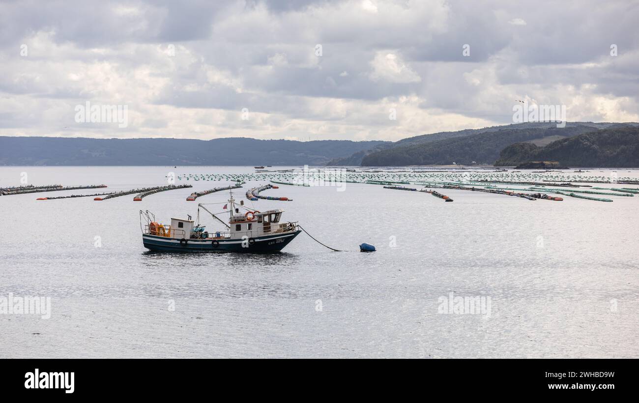 A fishing boat anchors at a salmon breeding station with many rows of ...