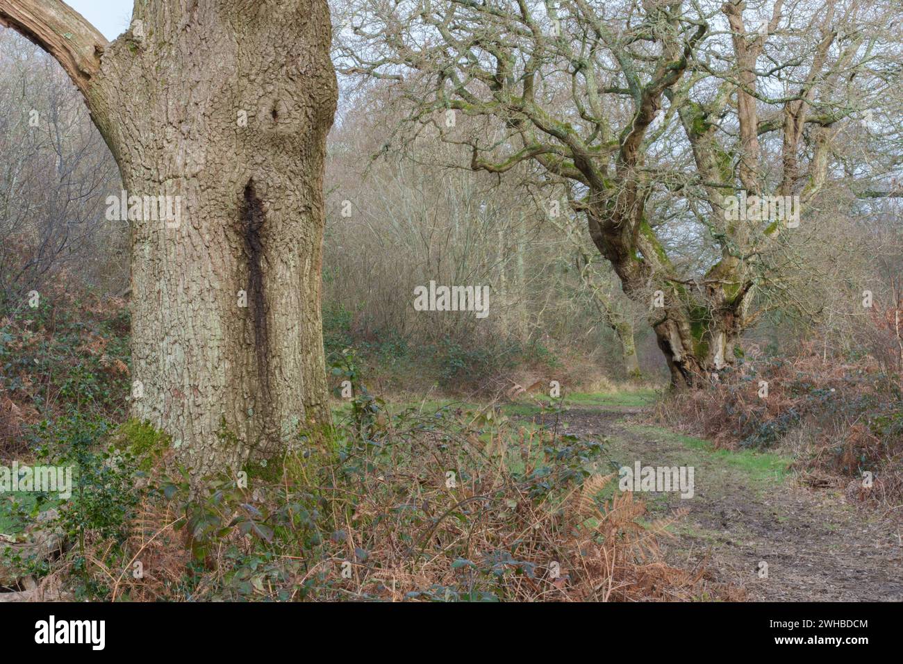 Ashtead common trees hi-res stock photography and images - Alamy