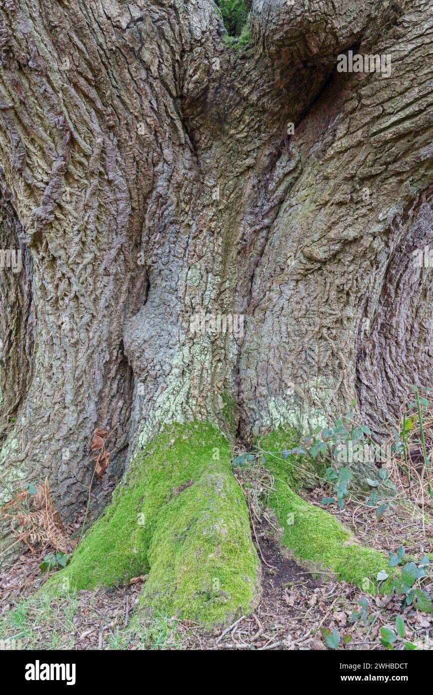 Tree ashtead common hi-res stock photography and images - Alamy