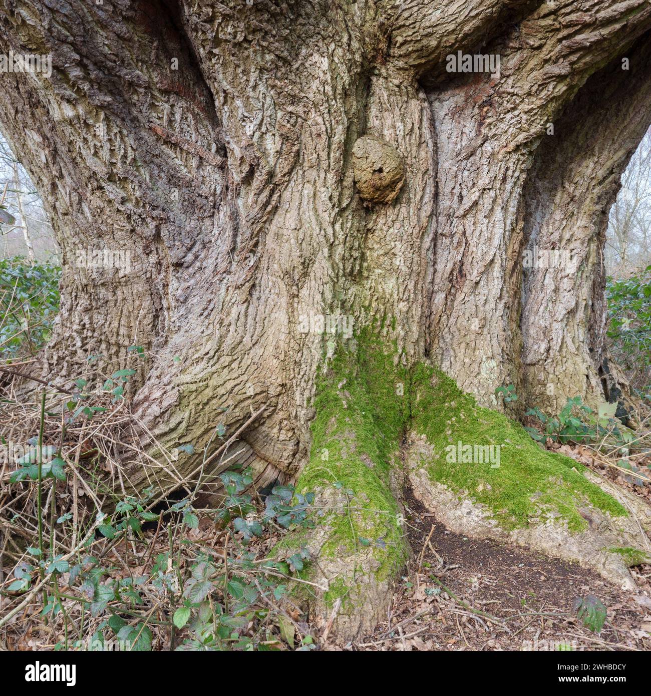 Tree ashtead common hi-res stock photography and images - Alamy