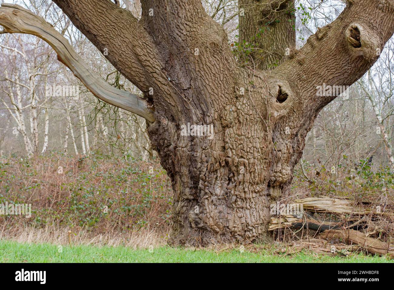 Ancient tree ashtead common hi-res stock photography and images - Alamy