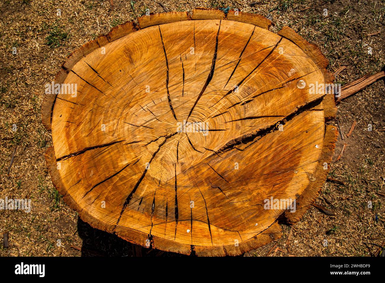 Cross section tree vector hi-res stock photography and images - Alamy