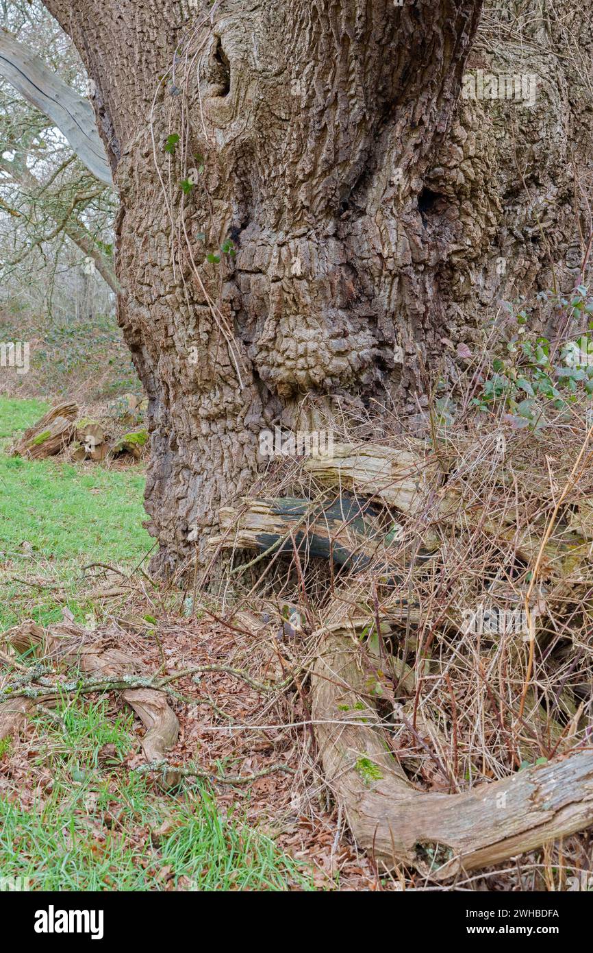 Ancient tree Ashtead Common Stock Photo - Alamy