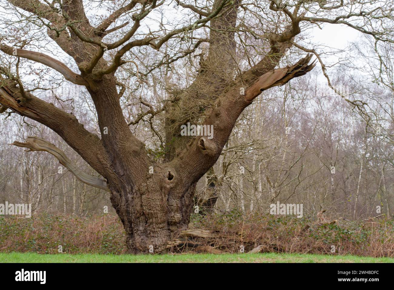 Ancient tree Ashtead Common Stock Photo - Alamy