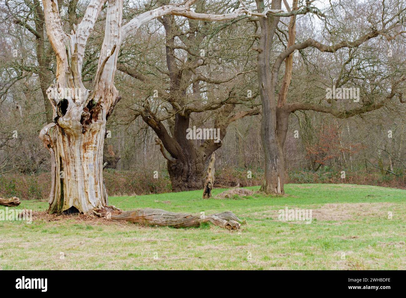 Ashtead common hi-res stock photography and images - Alamy