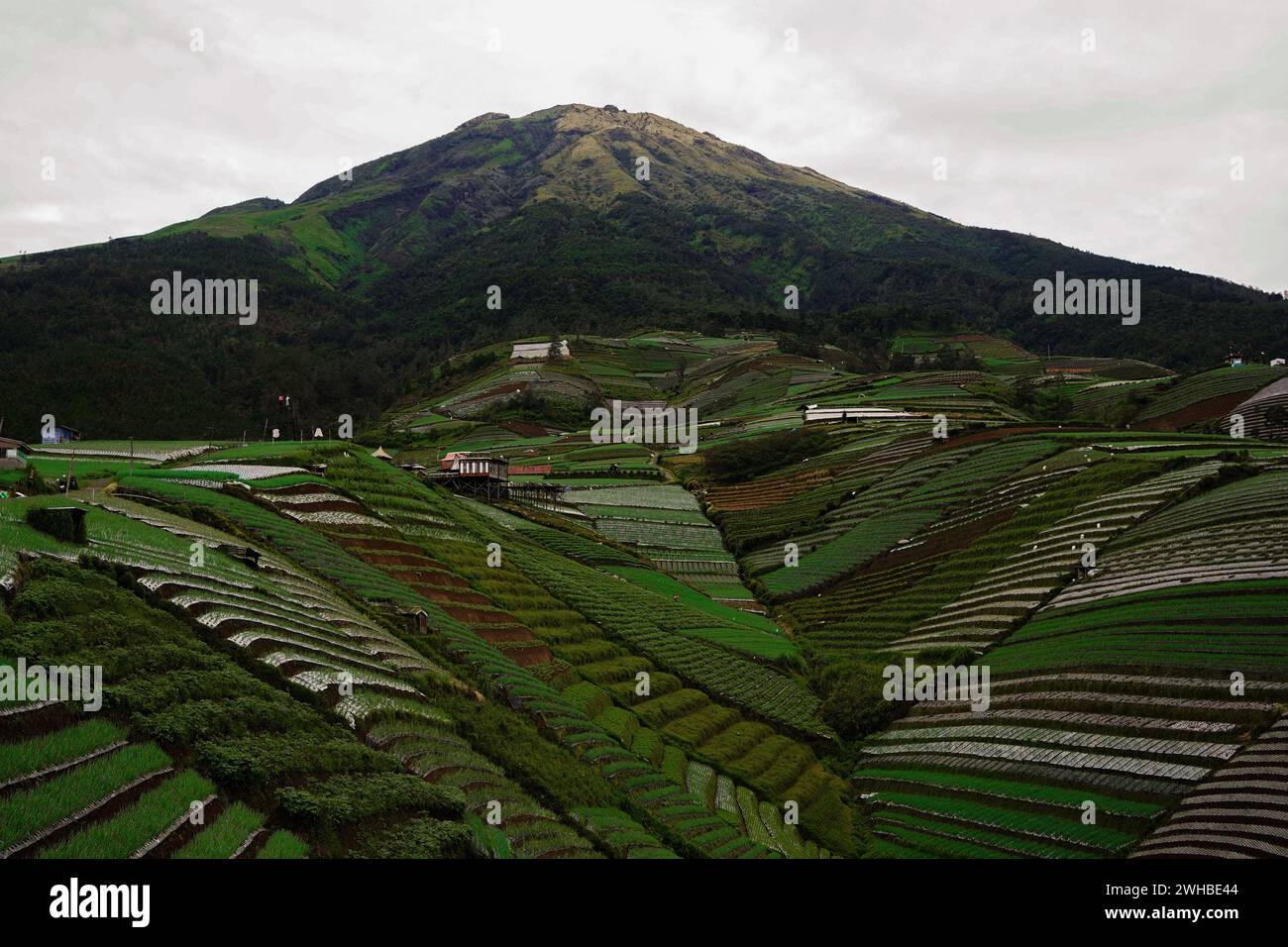 A lush green Mount Sumbing in Sukomakmur village, Magelang, Indonesia ...