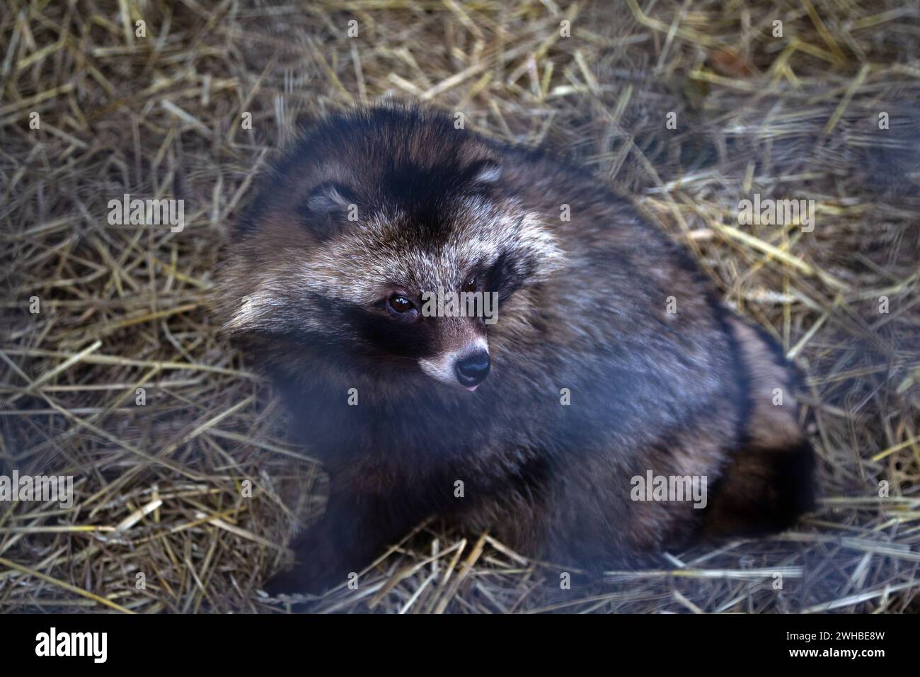 Ukraine animals dog hi-res stock photography and images - Alamy