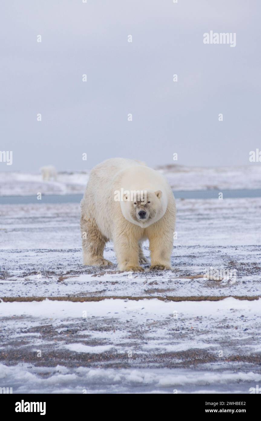 polar bear grizzly bear hybrid , Ursus maritimus, the shape of this ...