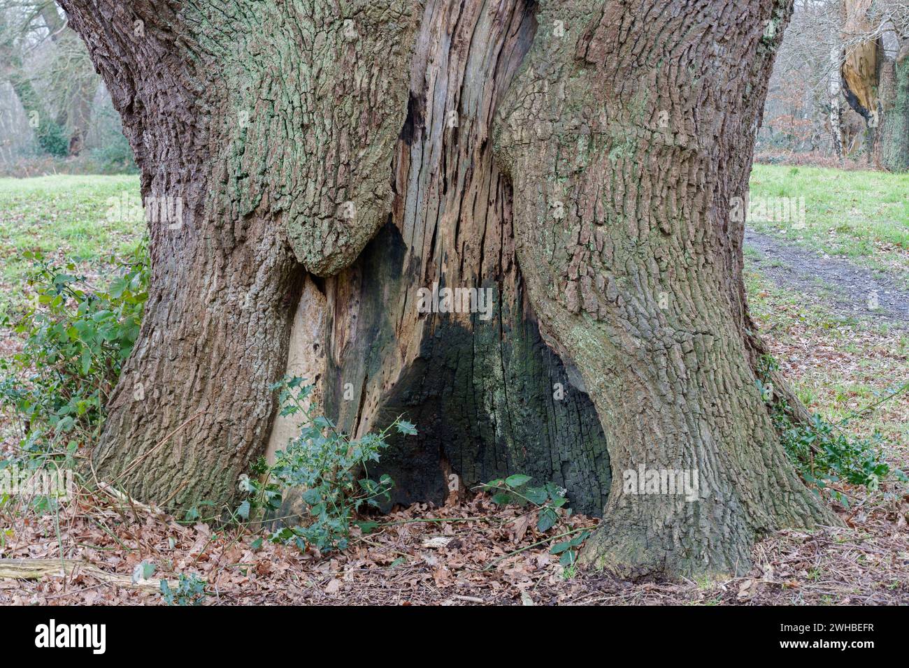 Ashtead common hi-res stock photography and images - Alamy