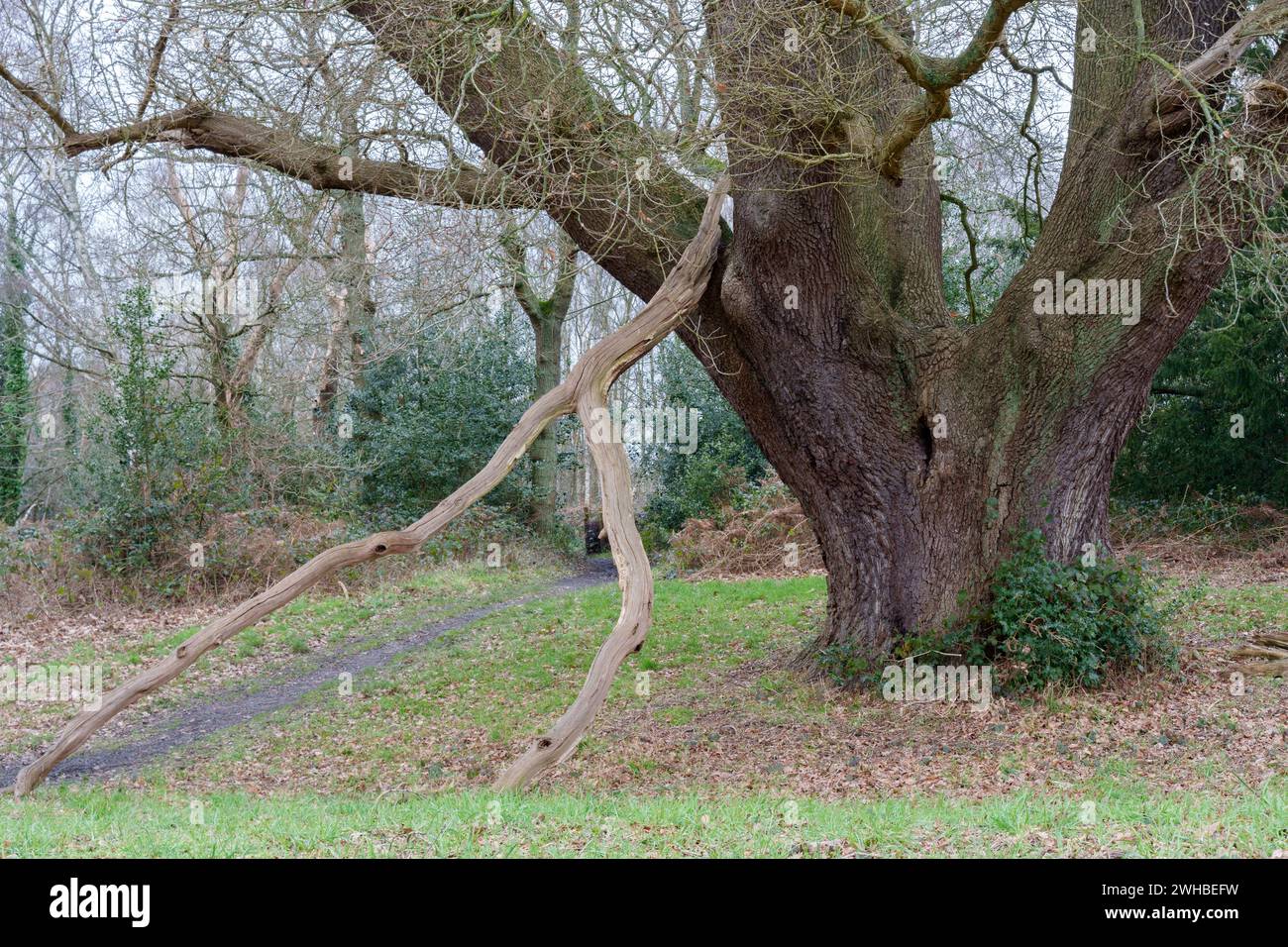 Ancient tree Ashtead Common Stock Photo - Alamy