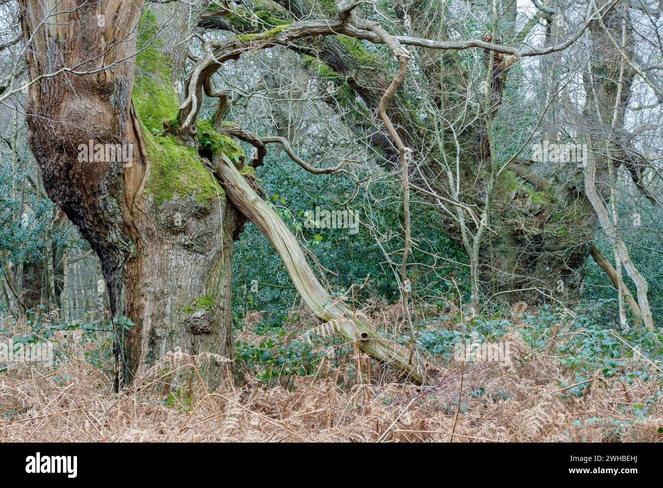 Ashtead common trees hi-res stock photography and images - Alamy