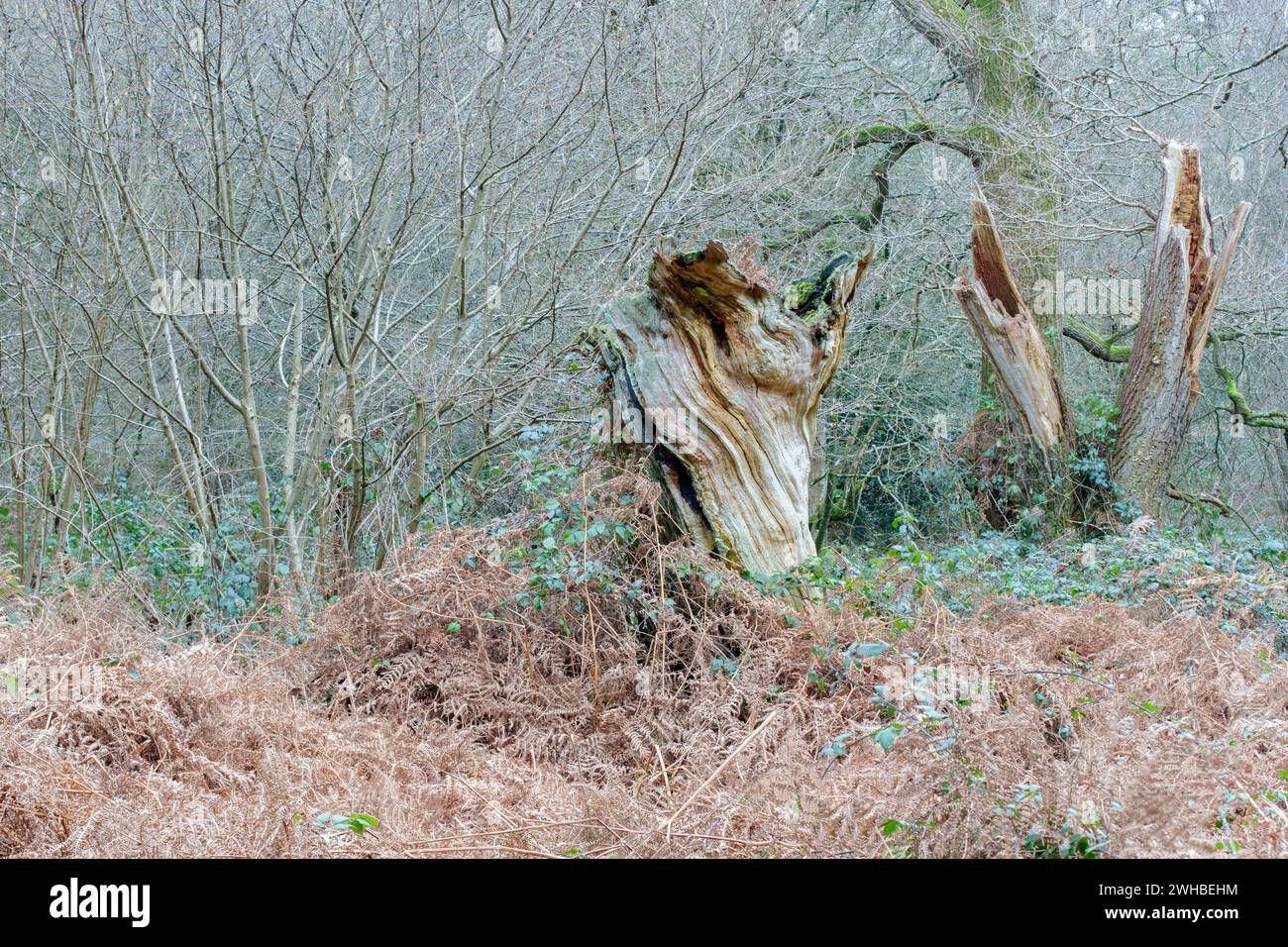 Ashtead common trees hi-res stock photography and images - Alamy
