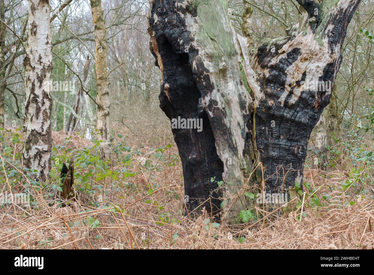 Ashtead common hi-res stock photography and images - Alamy
