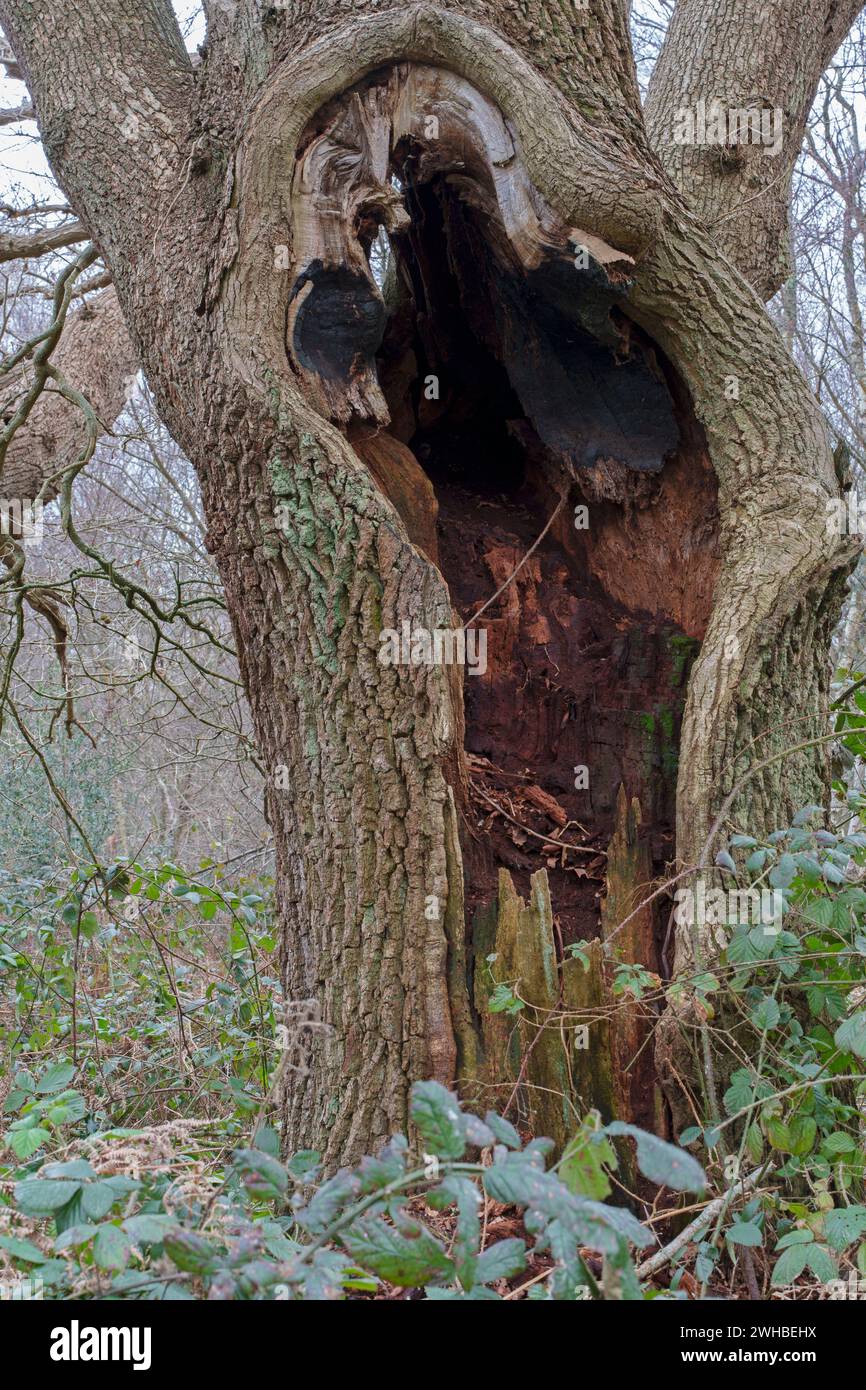 Ashtead common trees hi-res stock photography and images - Alamy