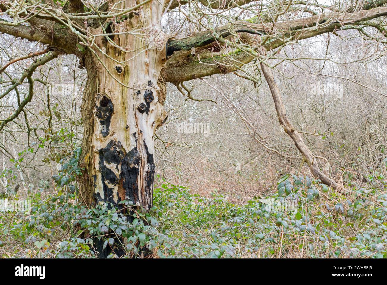 Ashtead common trees hi-res stock photography and images - Alamy