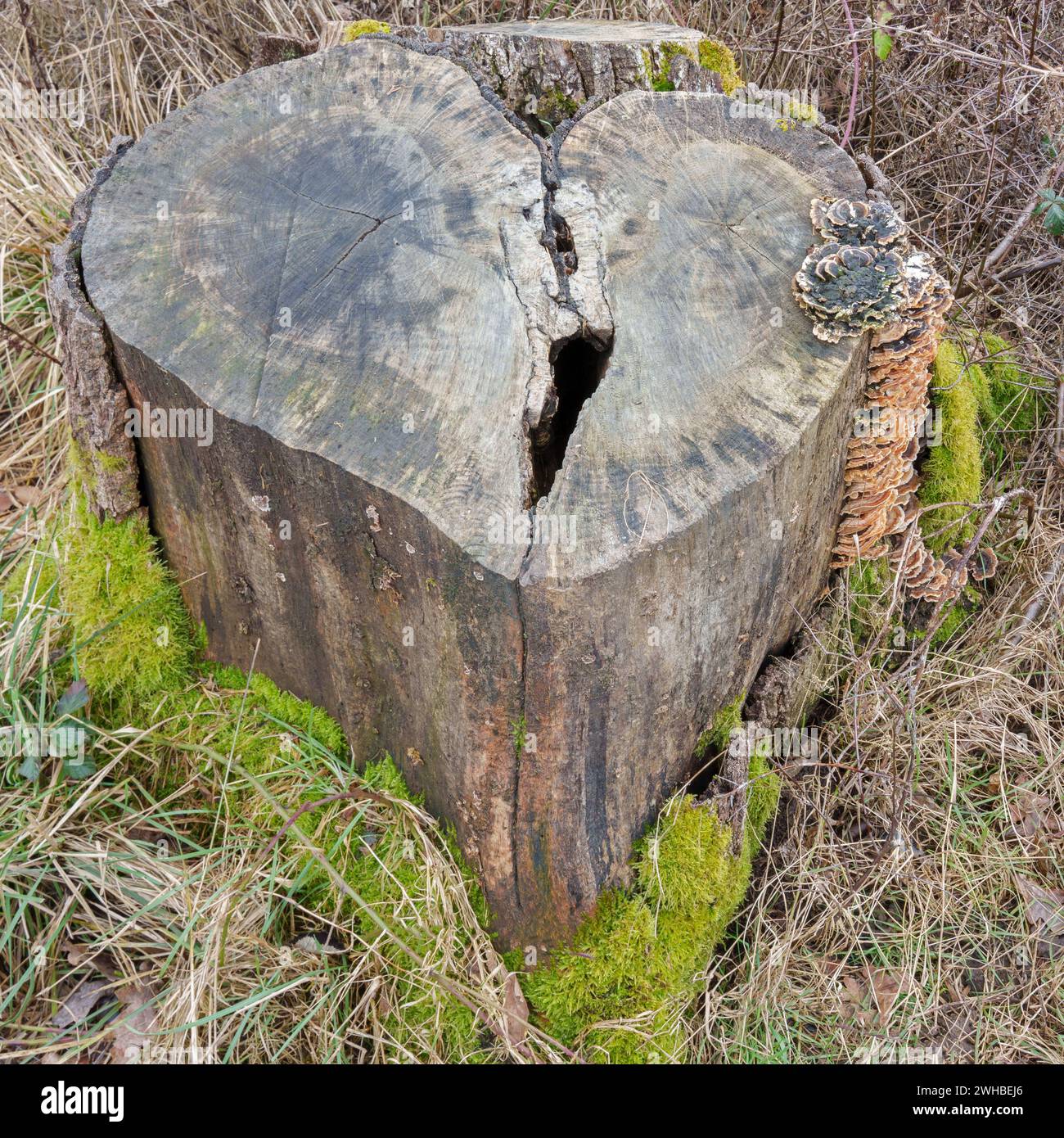 Heart shape tree stump hi-res stock photography and images - Alamy
