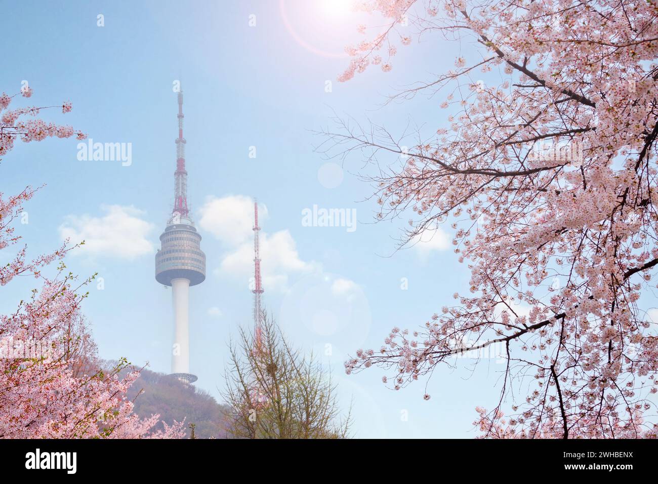 seoul tower in spring with cherry blossom tree in full bloom, south ...