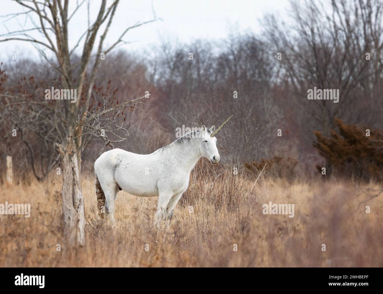 Mythical unicorn hi-res stock photography and images - Alamy Mythical unicorn hi-res stock photography and images - Alamy