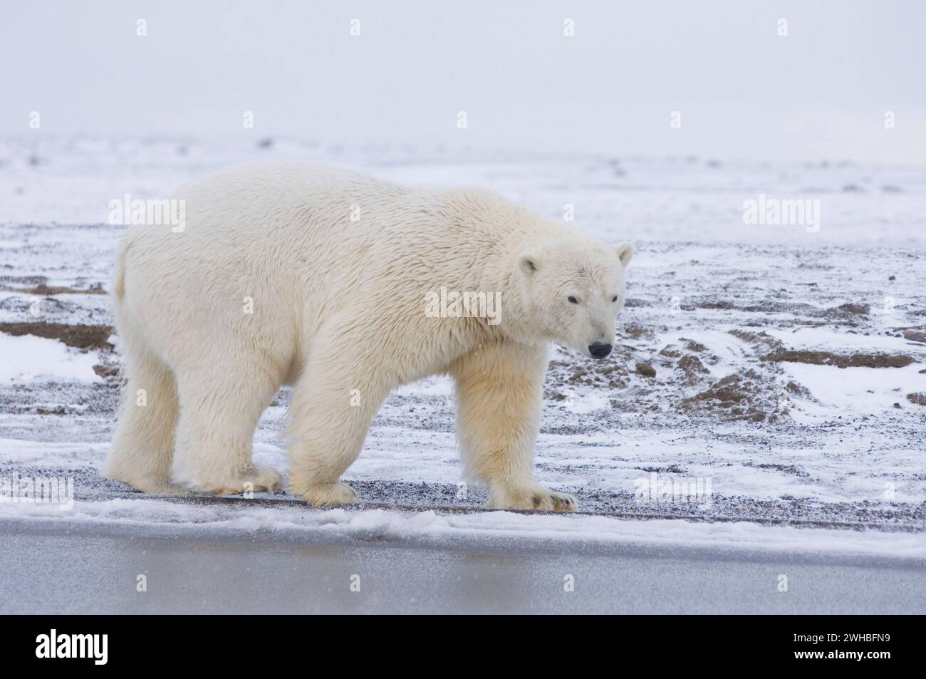 polar bear, Ursus maritimus Boar neck thicker then head on a barrier ...