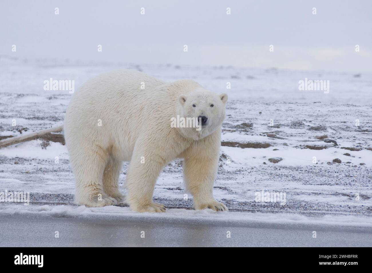 polar bear, Ursus maritimus Boar neck thicker then head on a barrier ...