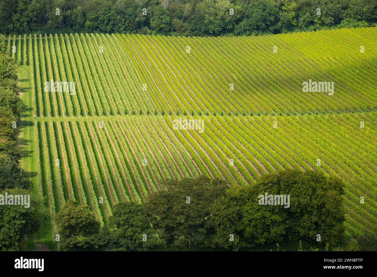 Rows of lush green vines nestled in the Kent countryside. Simpsons ...