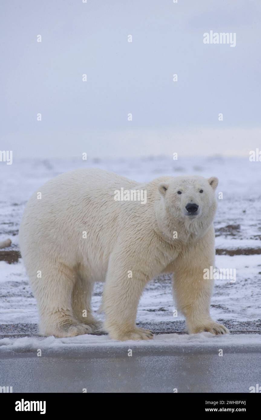 polar bear, Ursus maritimus Boar neck thicker then head on a barrier ...