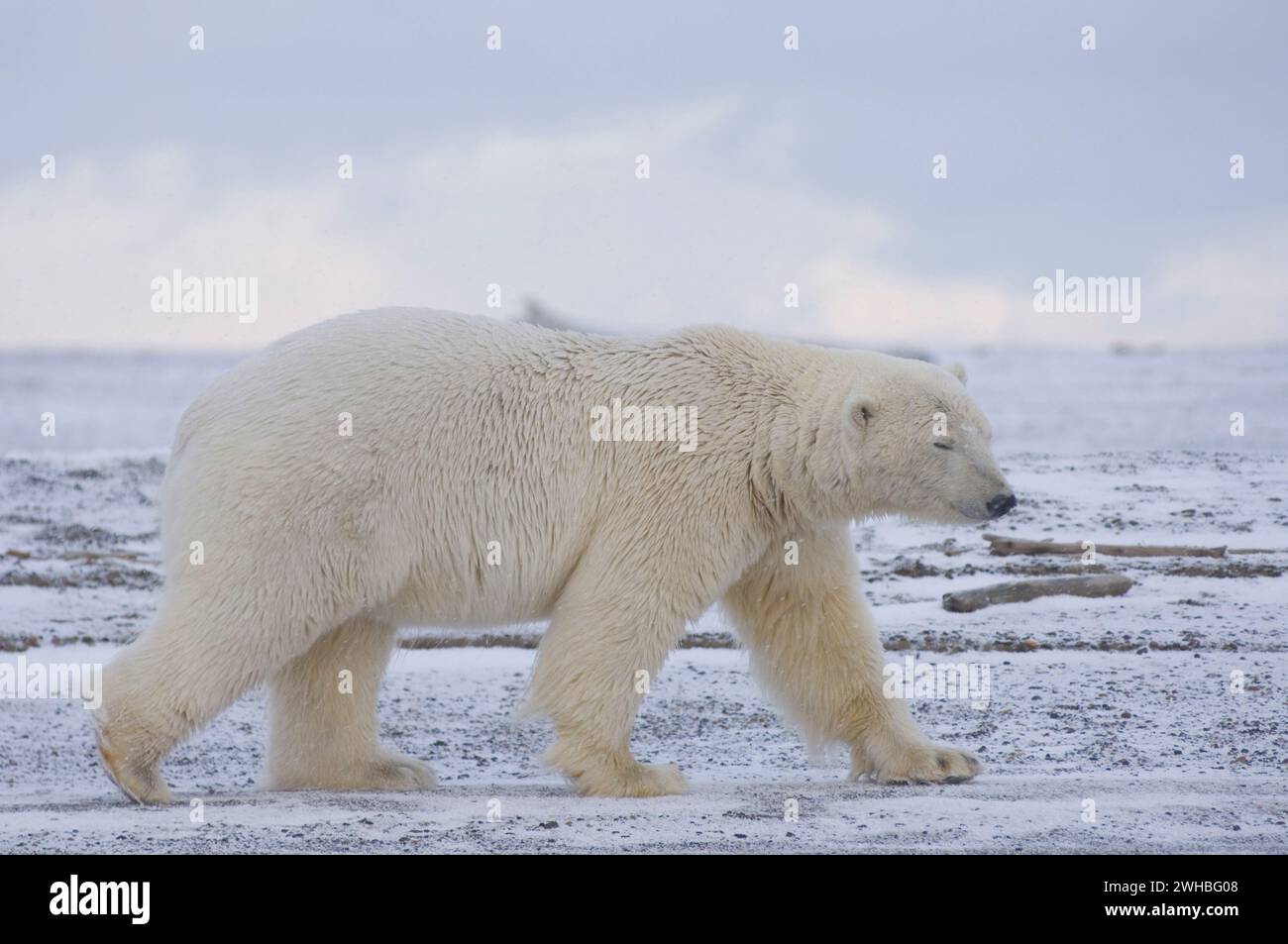Male polar bear neck hi-res stock photography and images - Alamy