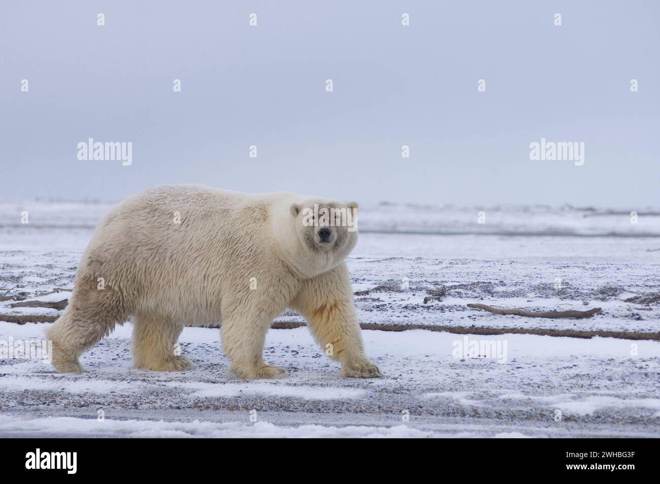 Pizzly bear hi-res stock photography and images - Alamy
